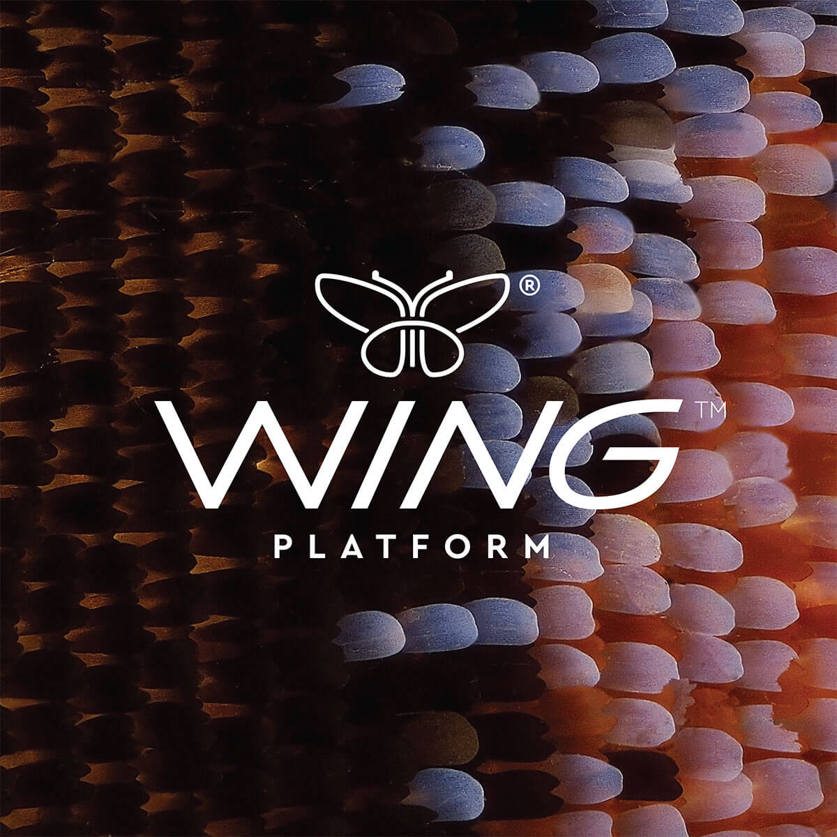 Checkerspot - Branding, Design and Marketing | Los Angeles, CA