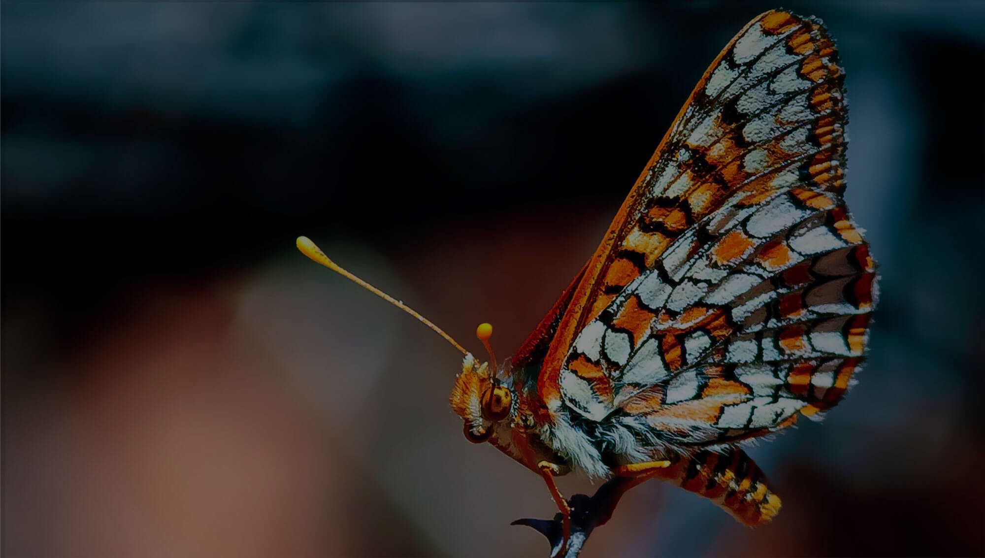 Checkerspot - Branding, Design and Marketing | Los Angeles, CA